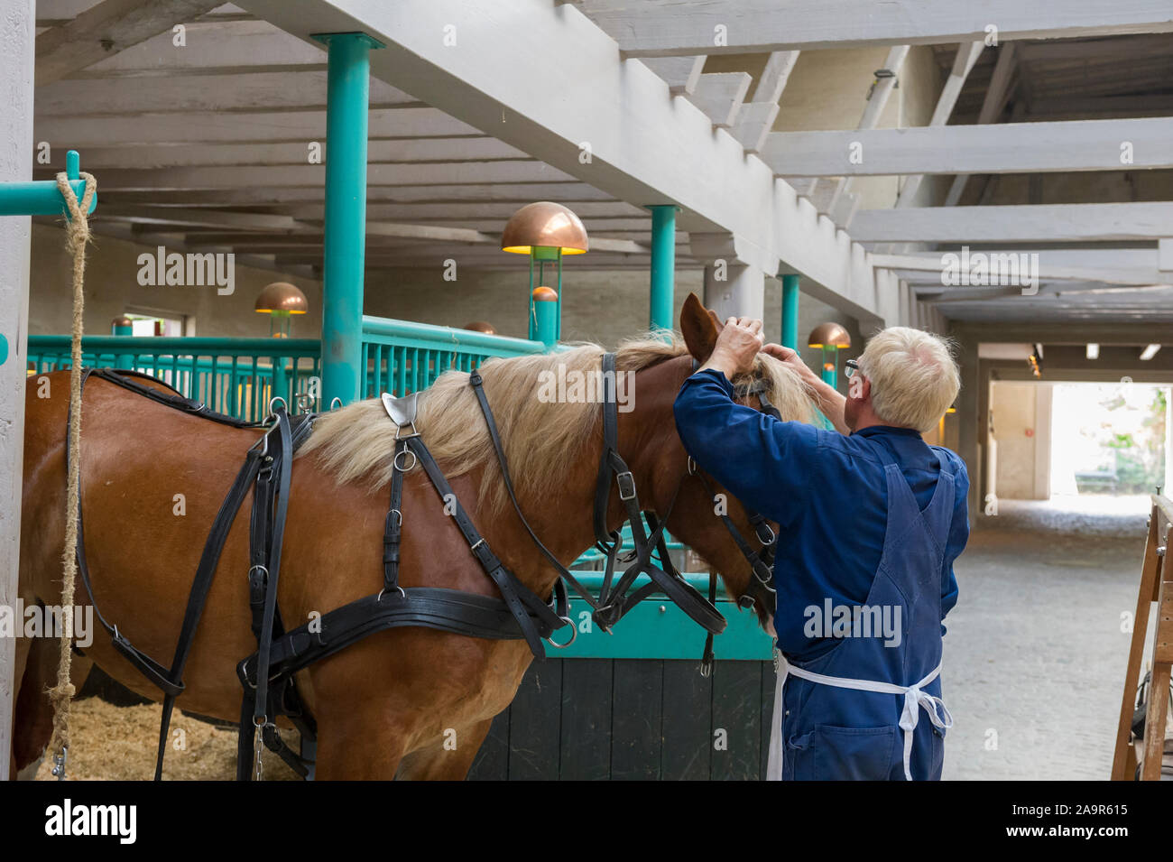 Draught horse beer hi-res stock photography and images - Alamy