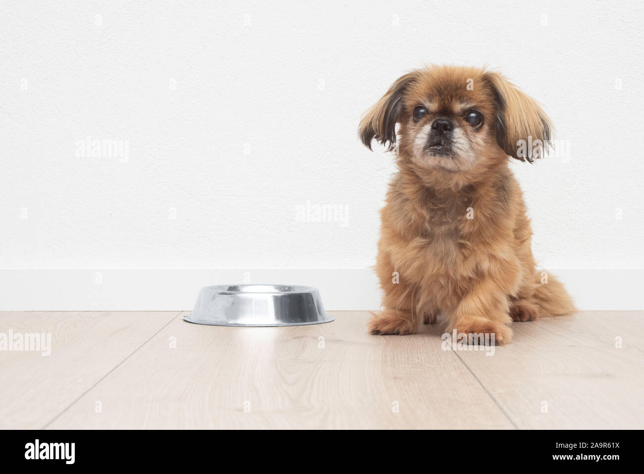 Pekingese girl sits beside her bowl and waits for food Stock Photo - Alamy