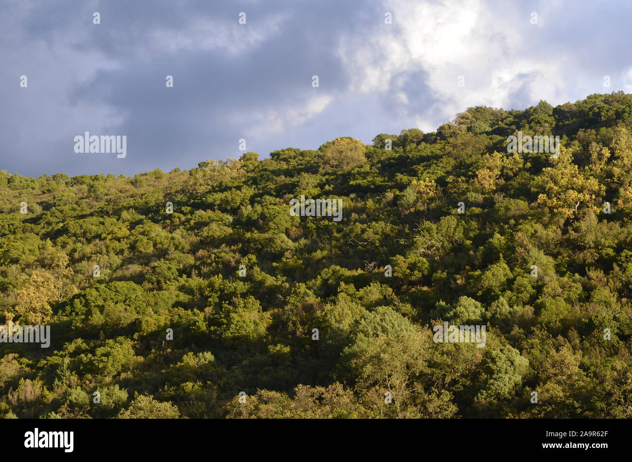 Oak woodlands and Mediterranean scrubland in Sierra Madrona natural ...