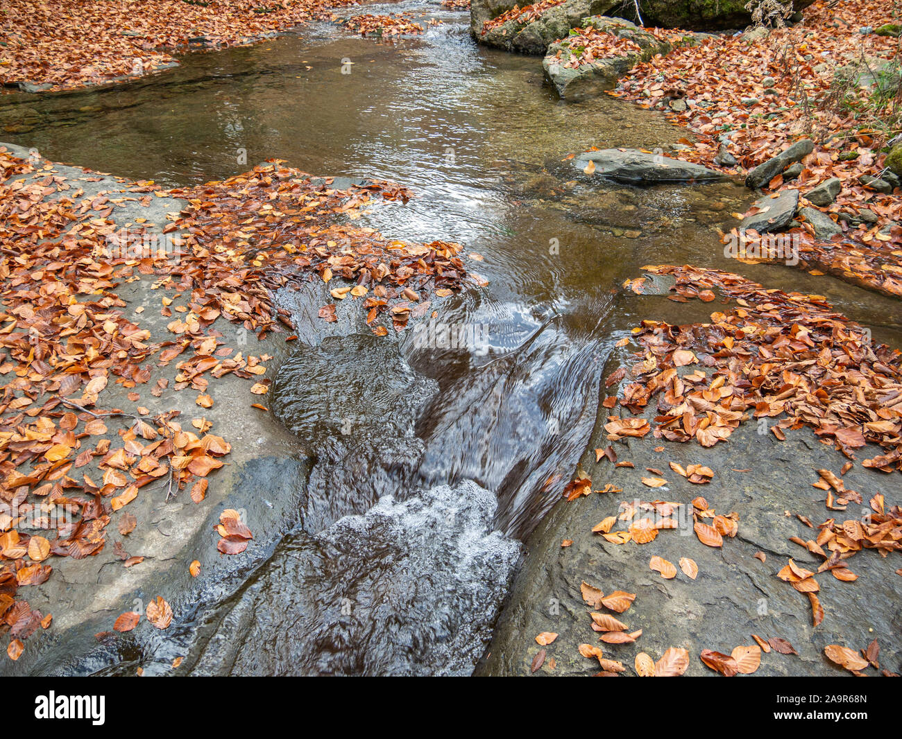 Autumn forest in the Balkan Mountains, Bulgaria. November. Fallen ...