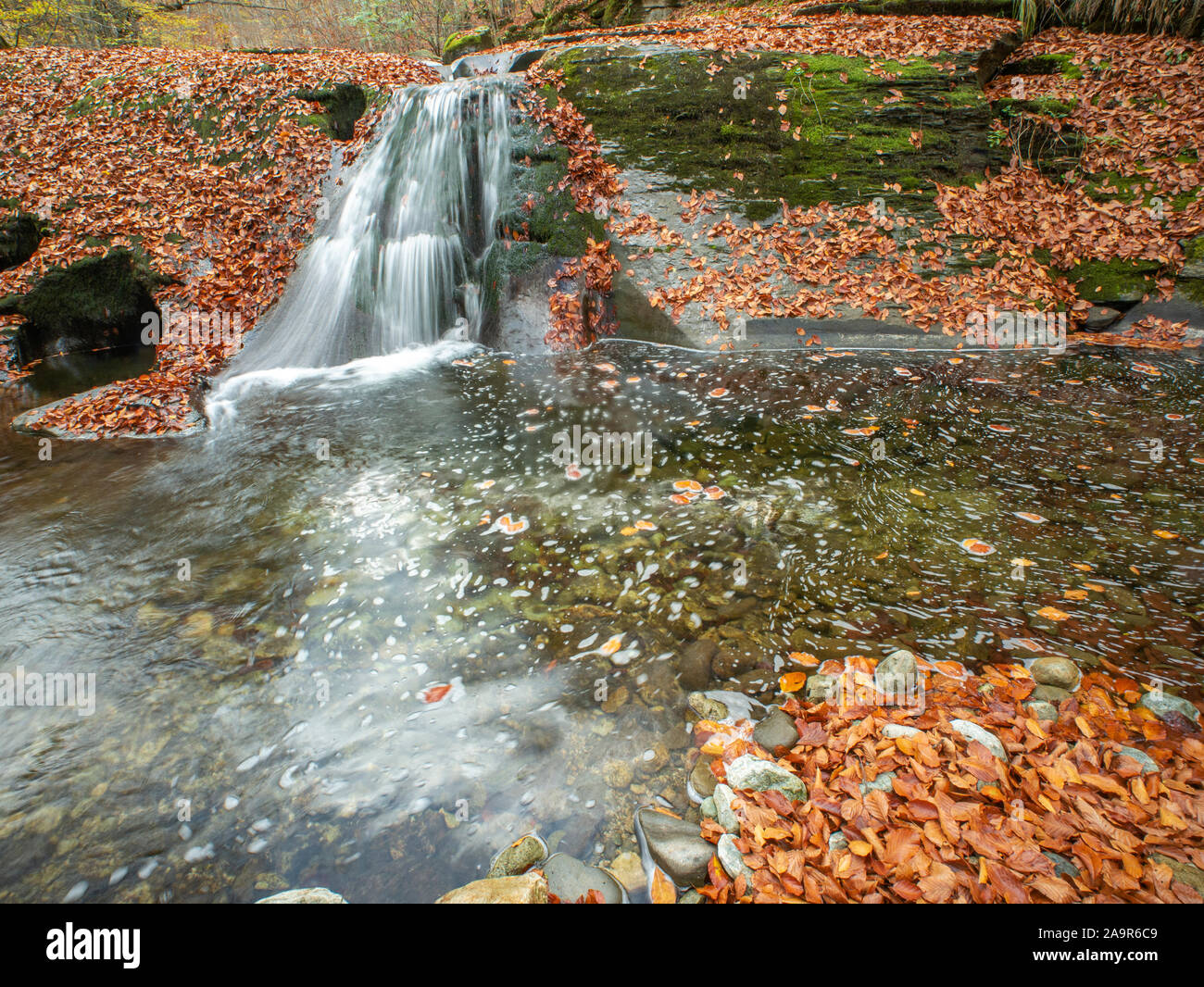 Autumn forest in the Balkan Mountains, Bulgaria. November. Fallen ...