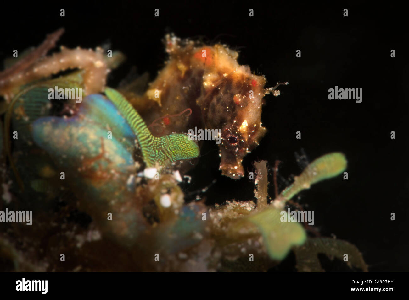 Pontoh's pygmy seahorse (Hippocampus pontohi). Underwater macro ...