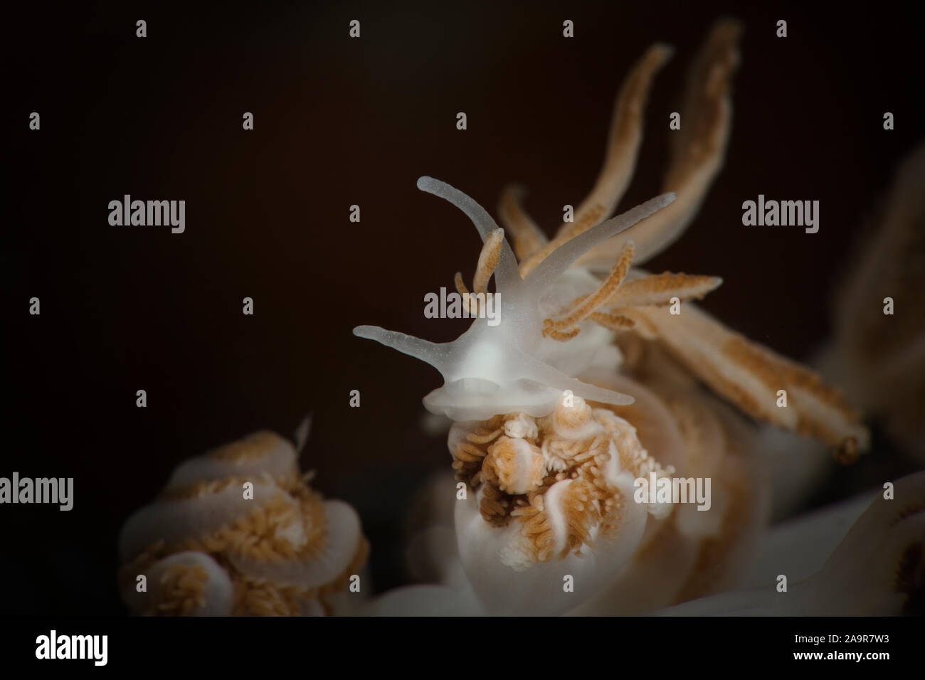 Nudibranch Phyllodesmium jakobsenae. Underwater macro photography from ...