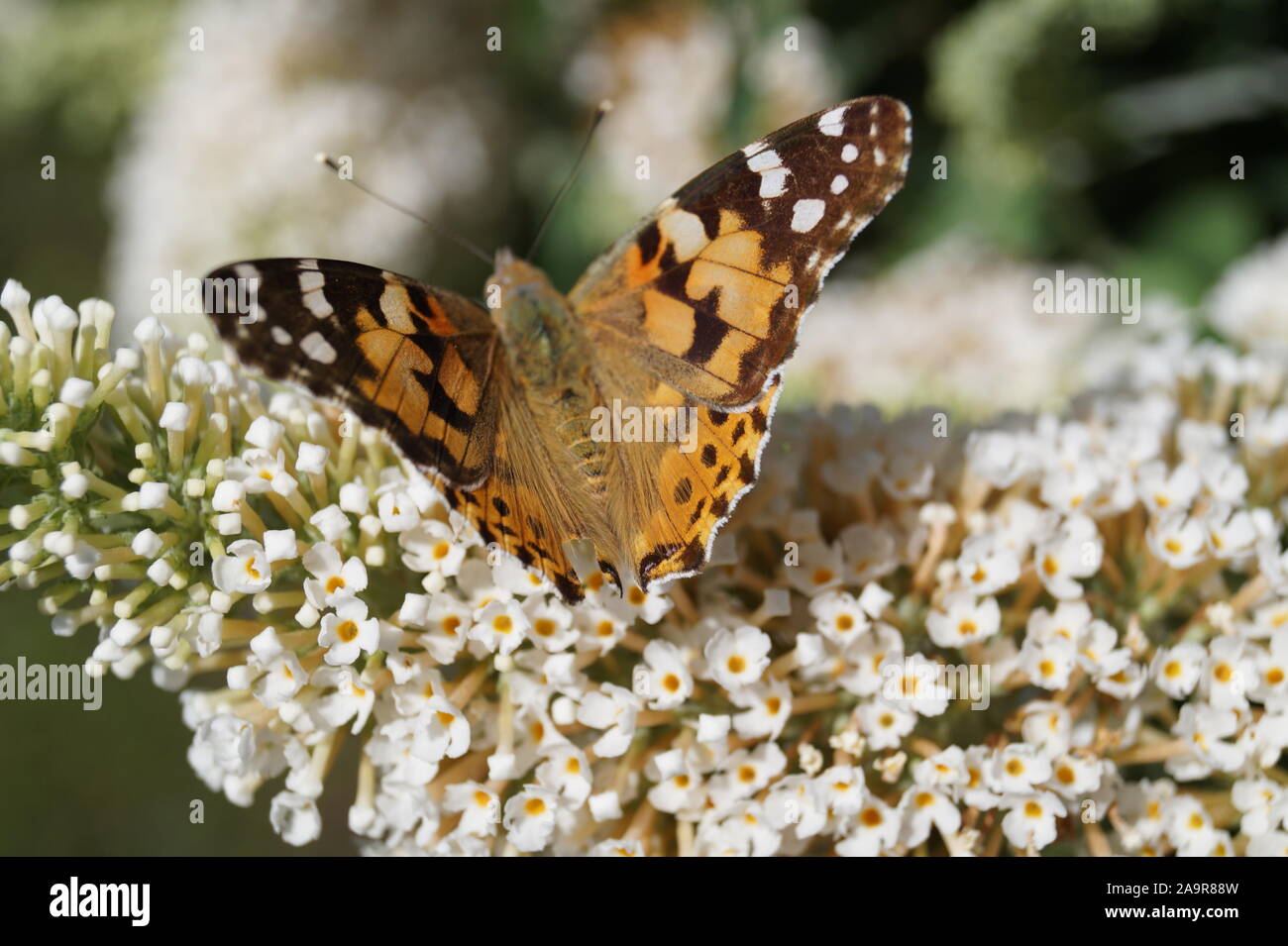 Buddleja davidii the Butterfly bush Stock Photo - Alamy