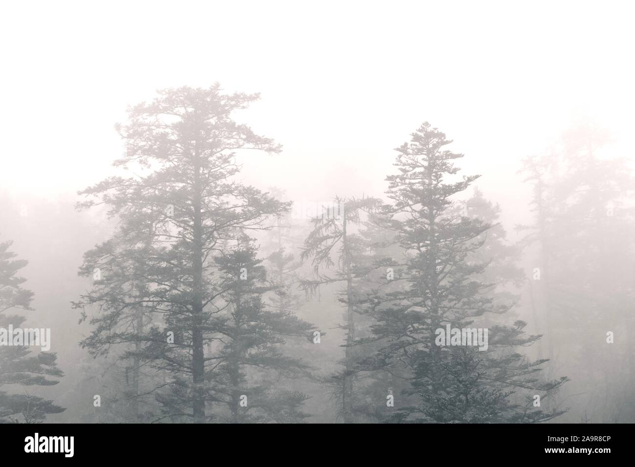 Mountain with Trees in Heavy Fog Stock Photo - Alamy