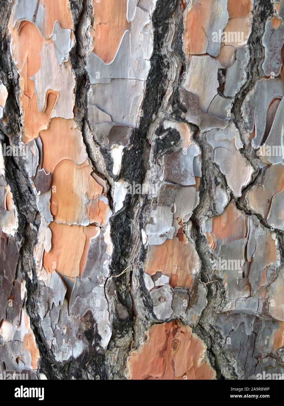 Sectments hi-res stock photography and images - Alamy