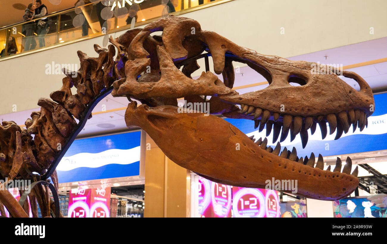Dinosaur skeleton head close up photo in museum Stock Photo - Alamy