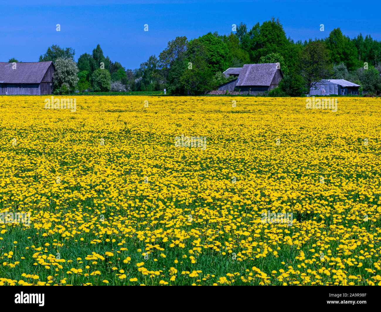 beautiful landscape with yellow dandelion field Stock Photo - Alamy