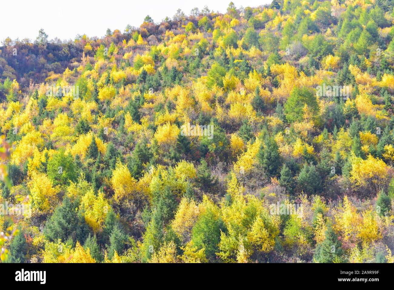 Colourful Autumn Trees on Mountain Stock Photo - Alamy