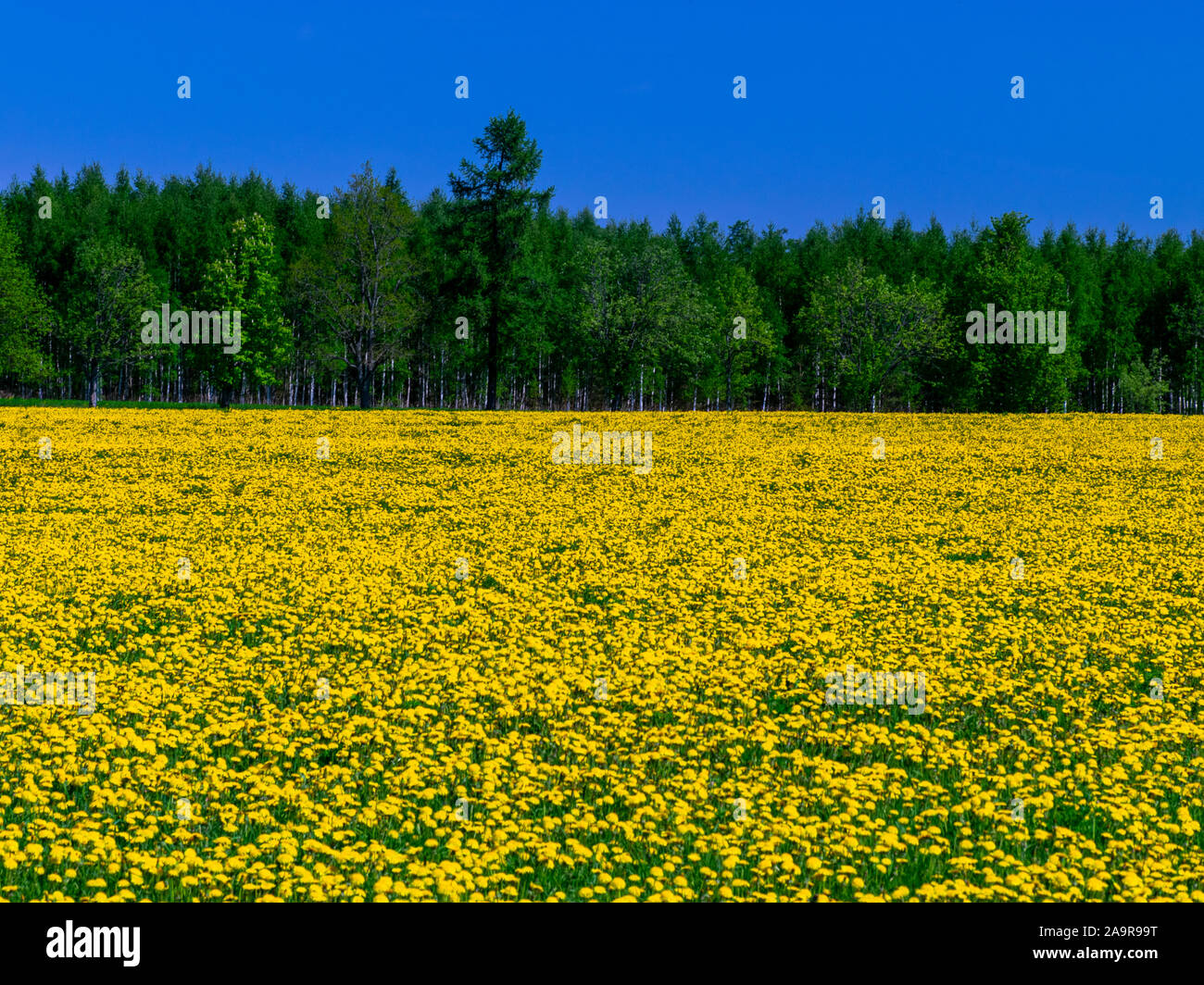 beautiful landscape with yellow dandelion field Stock Photo - Alamy