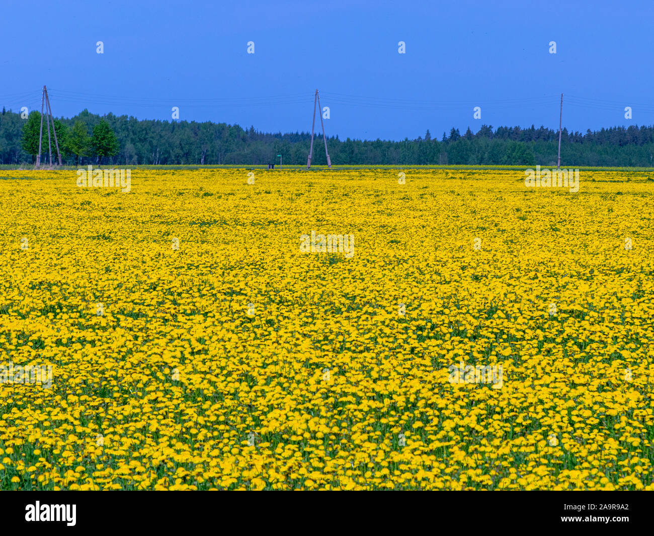 beautiful landscape with yellow dandelion field Stock Photo - Alamy