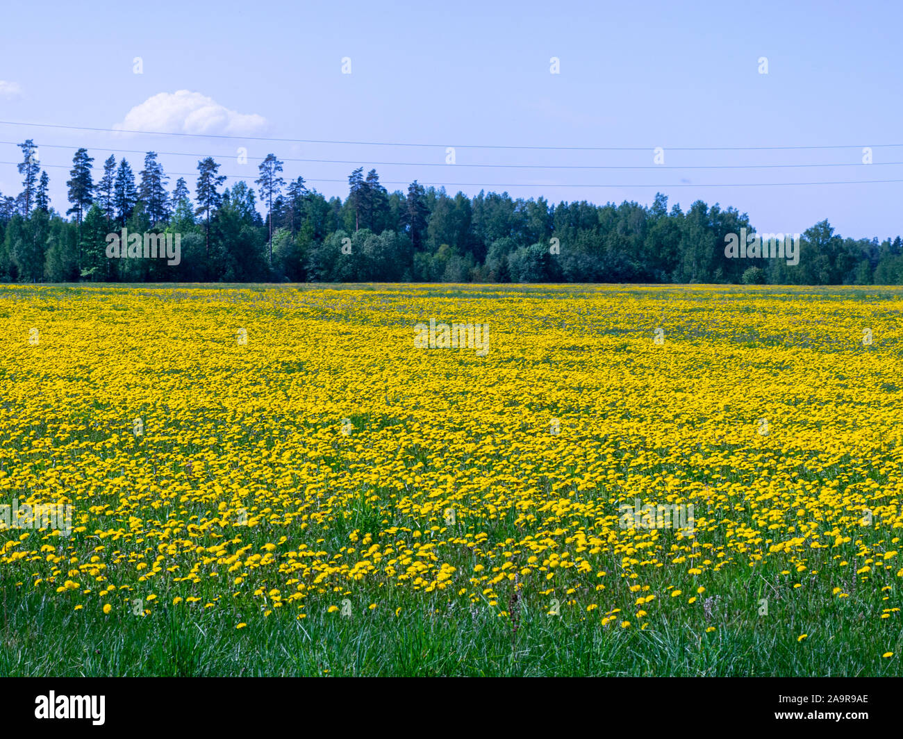 beautiful landscape with yellow dandelion field Stock Photo - Alamy