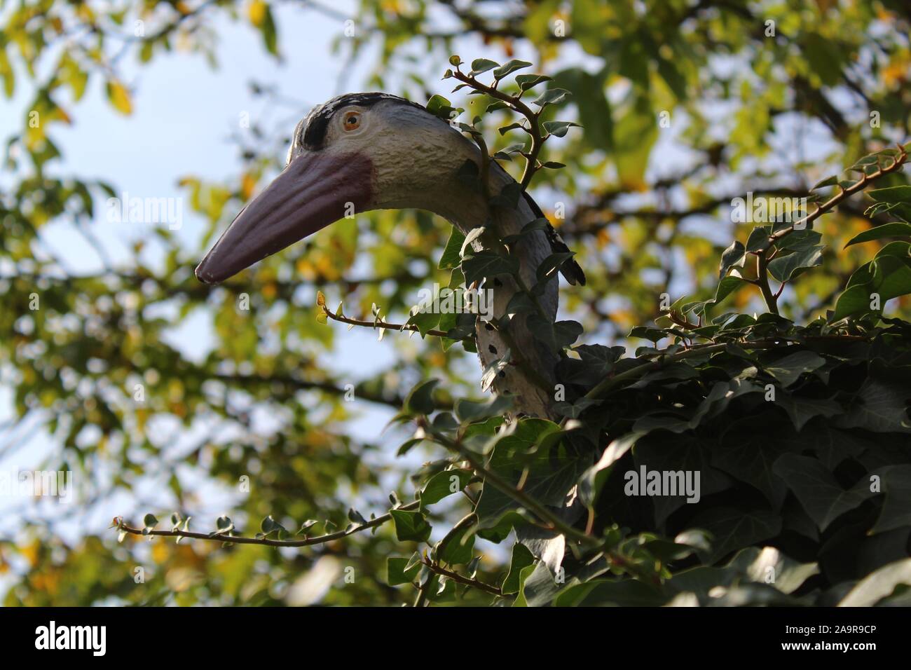 The picture shows bird in the ivy Stock Photo - Alamy