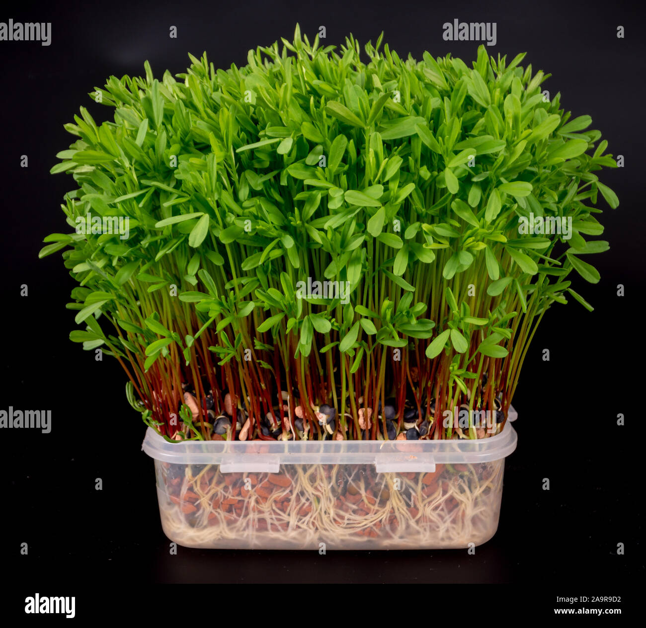 Fresh microgreens closeup. Growing sprouts for salad Stock Photo - Alamy