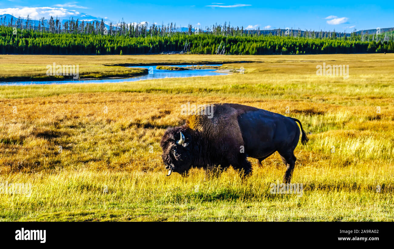 Yellowstone tundra hi-res stock photography and images - Alamy