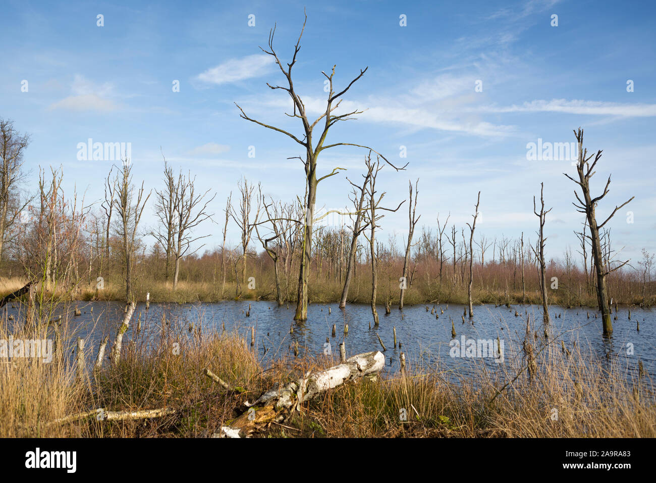 Dead tree trunks at wetland nature reserve "Mariapeel" with raised ...
