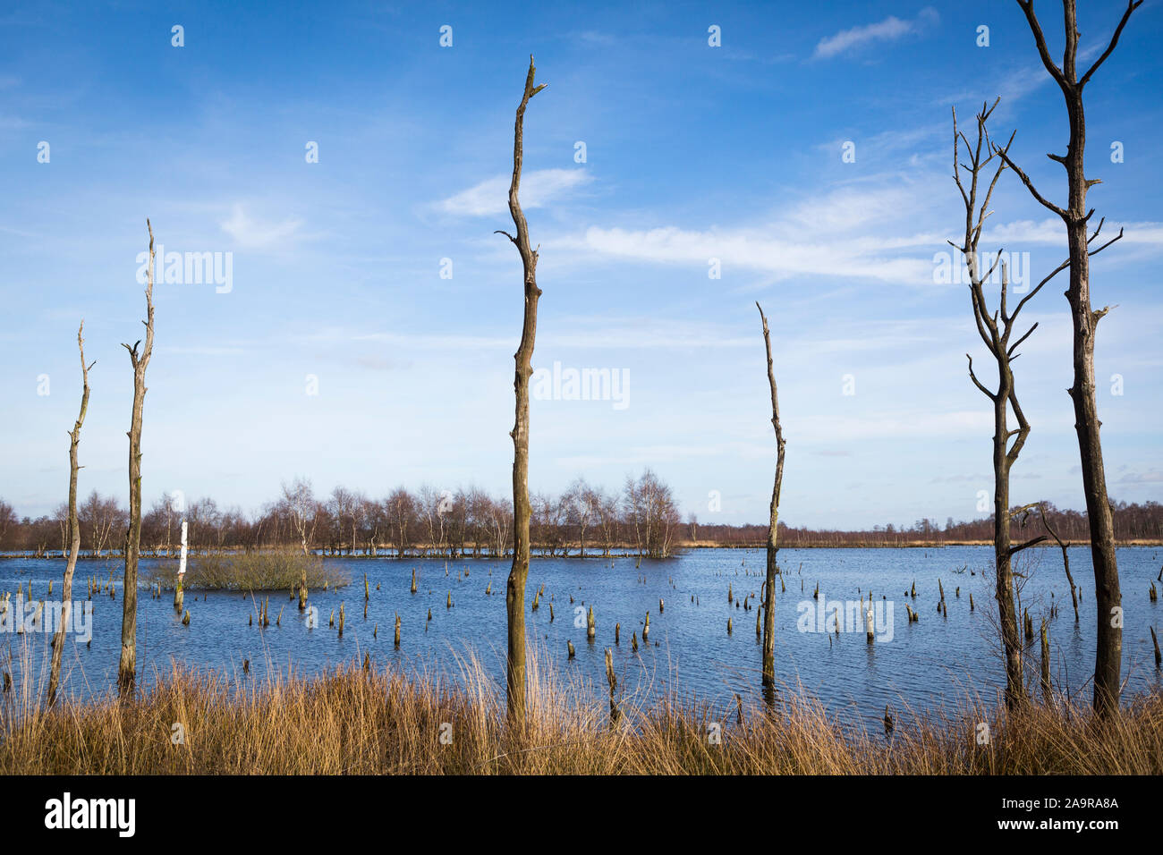 Dead tree trunks at wetland nature reserve "Mariapeel" with raised ...