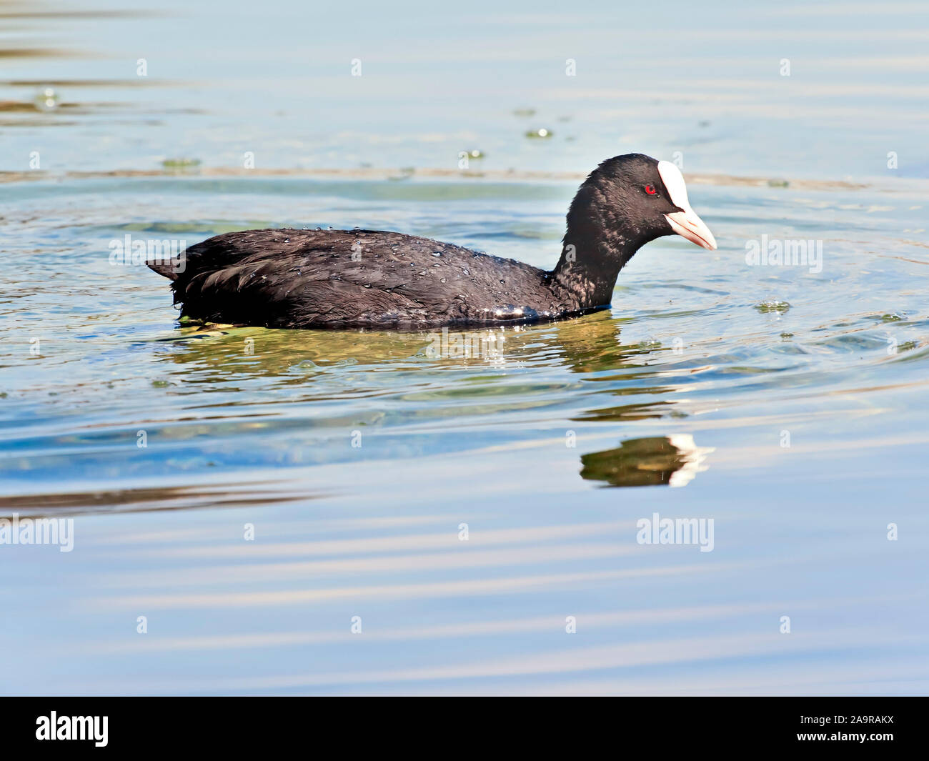 A image of the black water bird Fulica atra Stock Photo - Alamy
