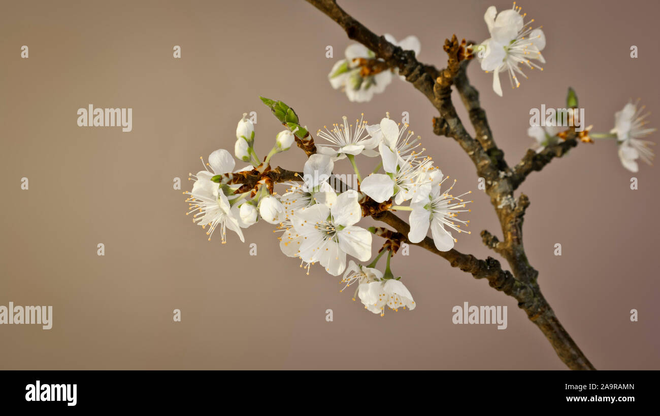Nice Cherry Blossom High Resolution Stock Photography and Images - Alamy