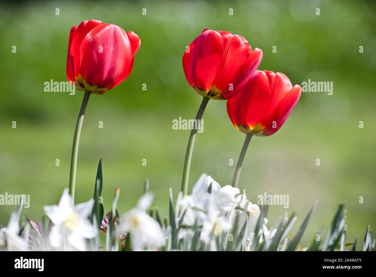 Image of three white tulips hi-res stock photography and images - Alamy