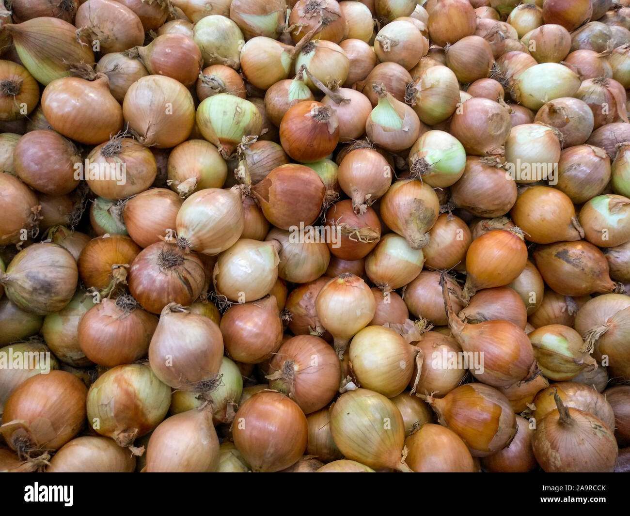 Onion texture hi-res stock photography and images - Alamy