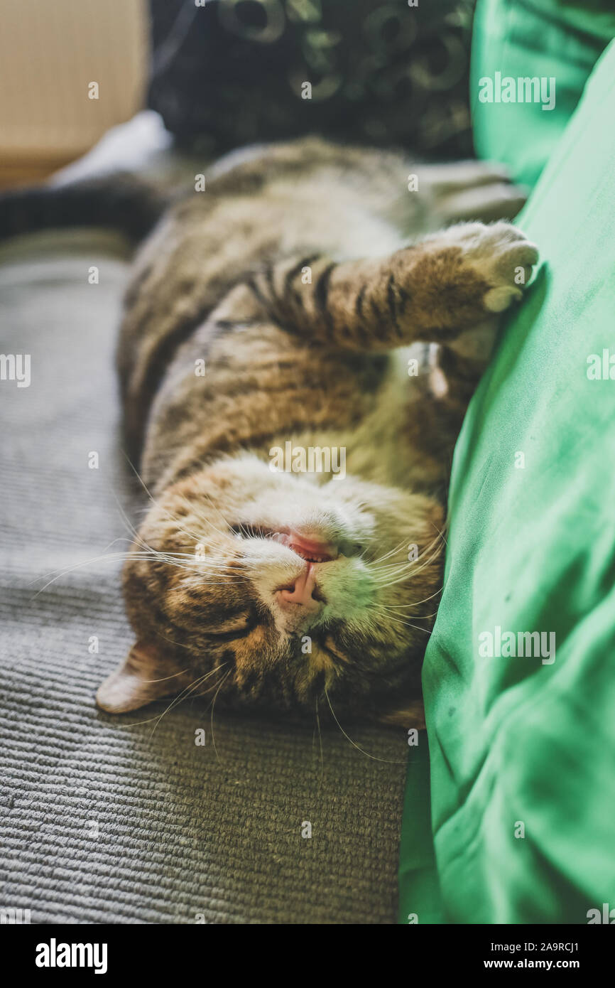 A large tiger cat lying and resting on its back on a bed next to green ...