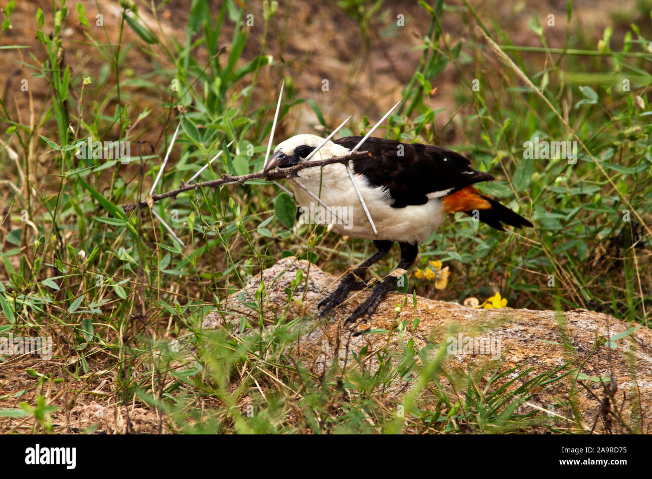 A White-headed Buffalo Weaver collects a thorny twig to add to the ...