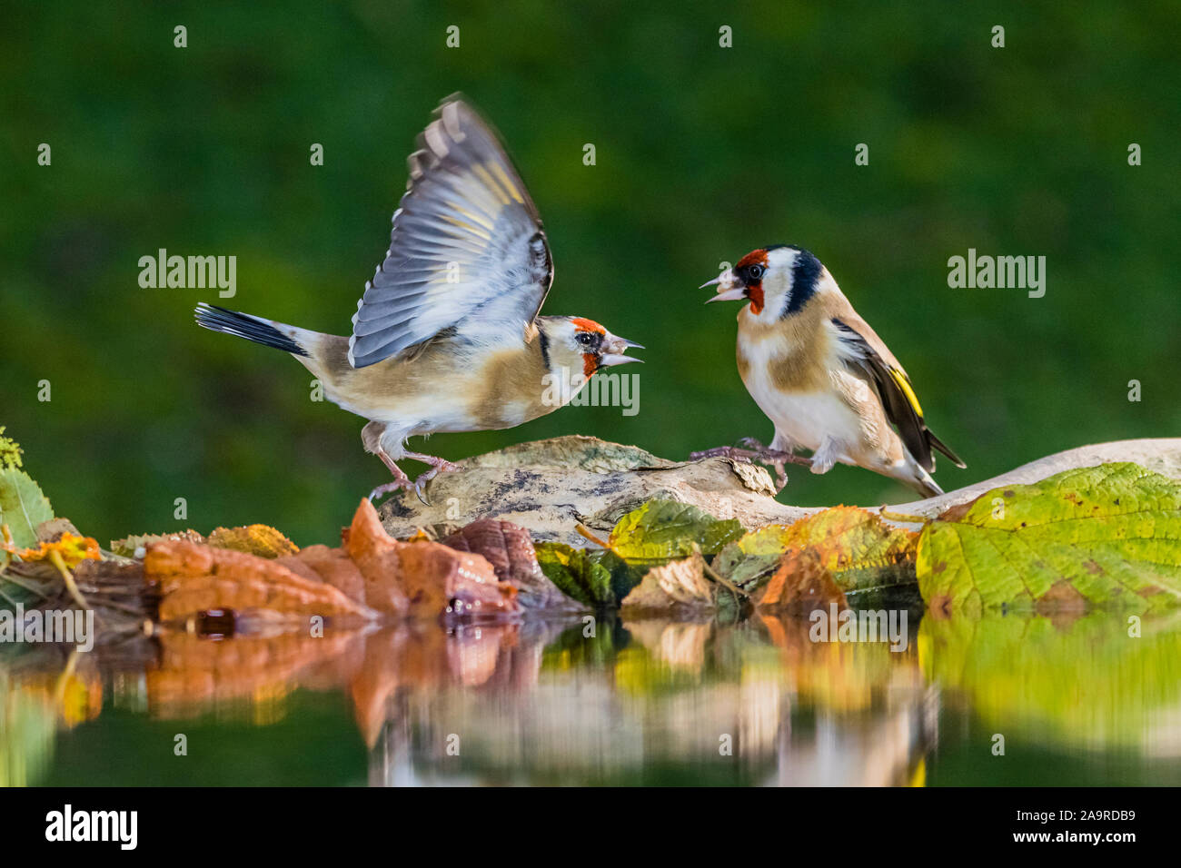 Goldfinch pair hi-res stock photography and images - Alamy