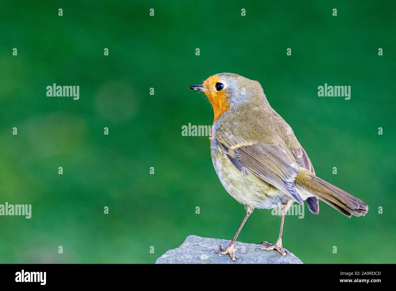 Male robin hi-res stock photography and images - Alamy