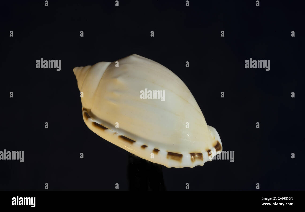 Macro shells from south hi-res stock photography and images - Alamy