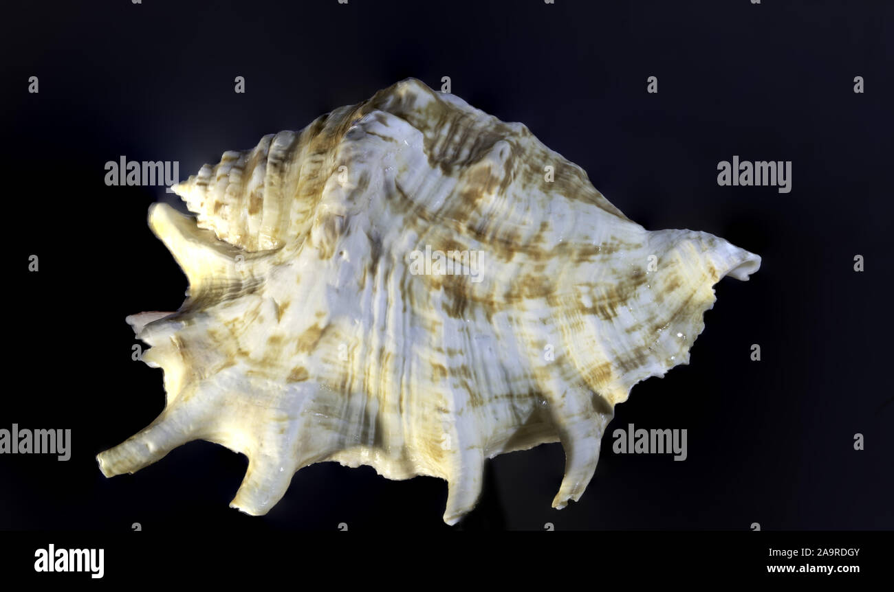 macro of shells that come from south east Asia Stock Photo - Alamy