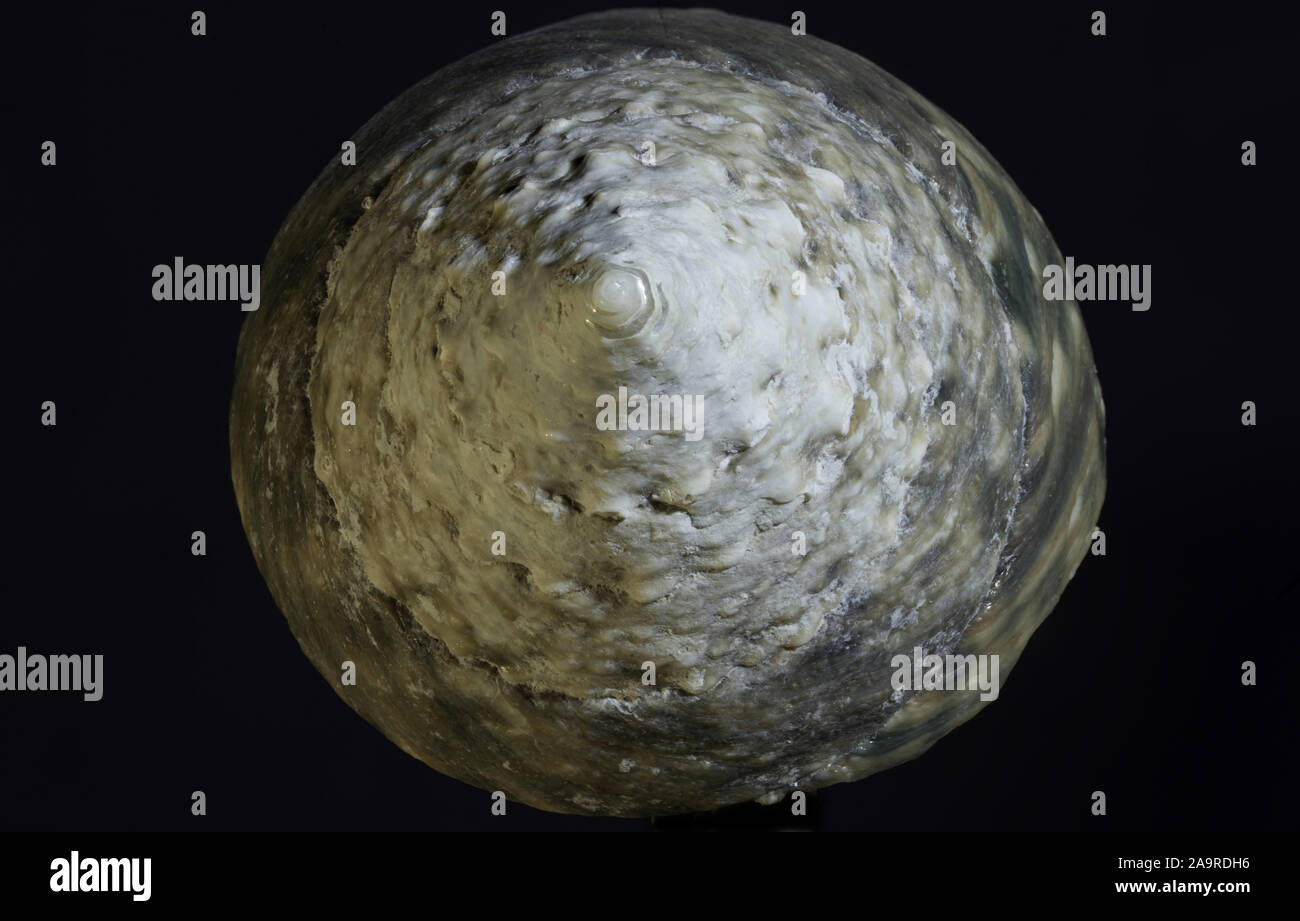 Black sea shells hi-res stock photography and images - Alamy