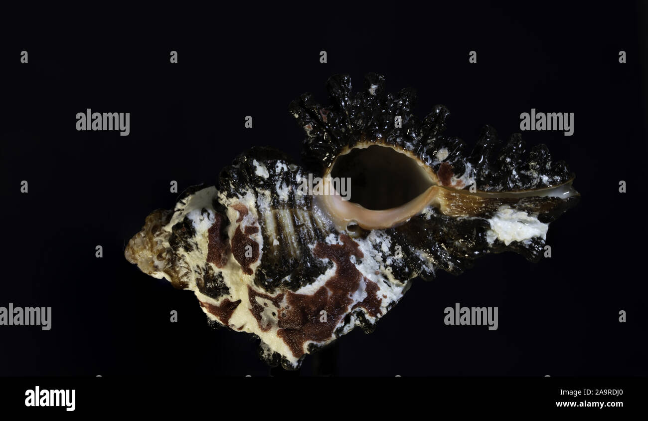 macro of shells that come from south east Asia Stock Photo - Alamy