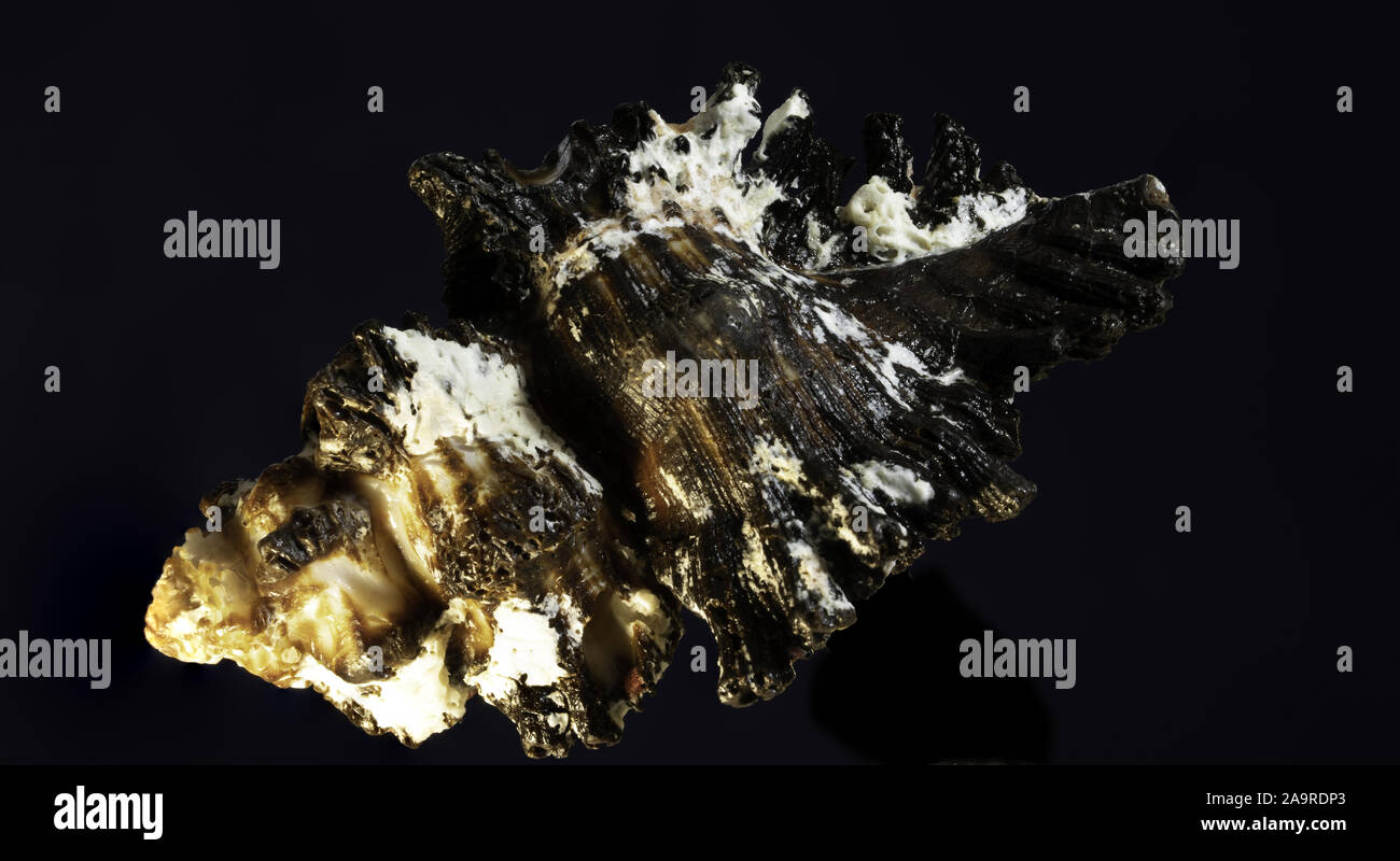 Marine life shells hi-res stock photography and images - Alamy