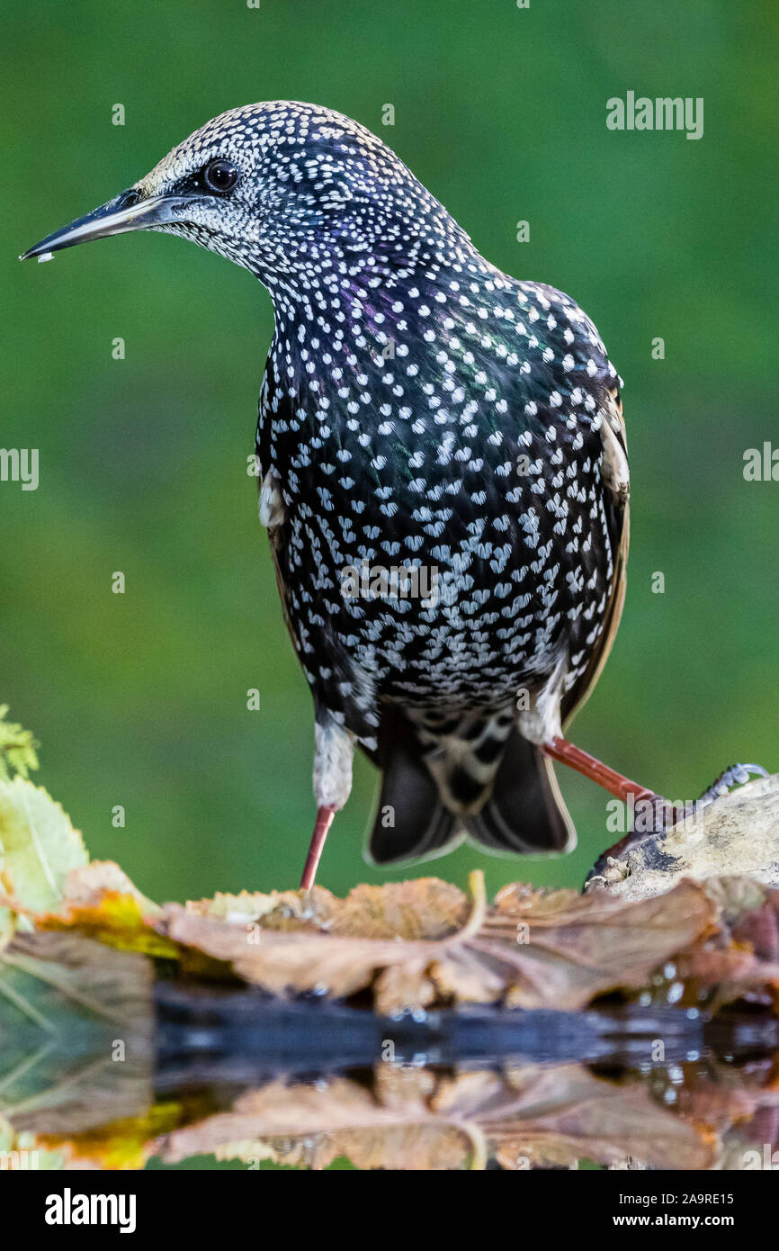 A foraging starling in autumn in mid Wales Stock Photo - Alamy