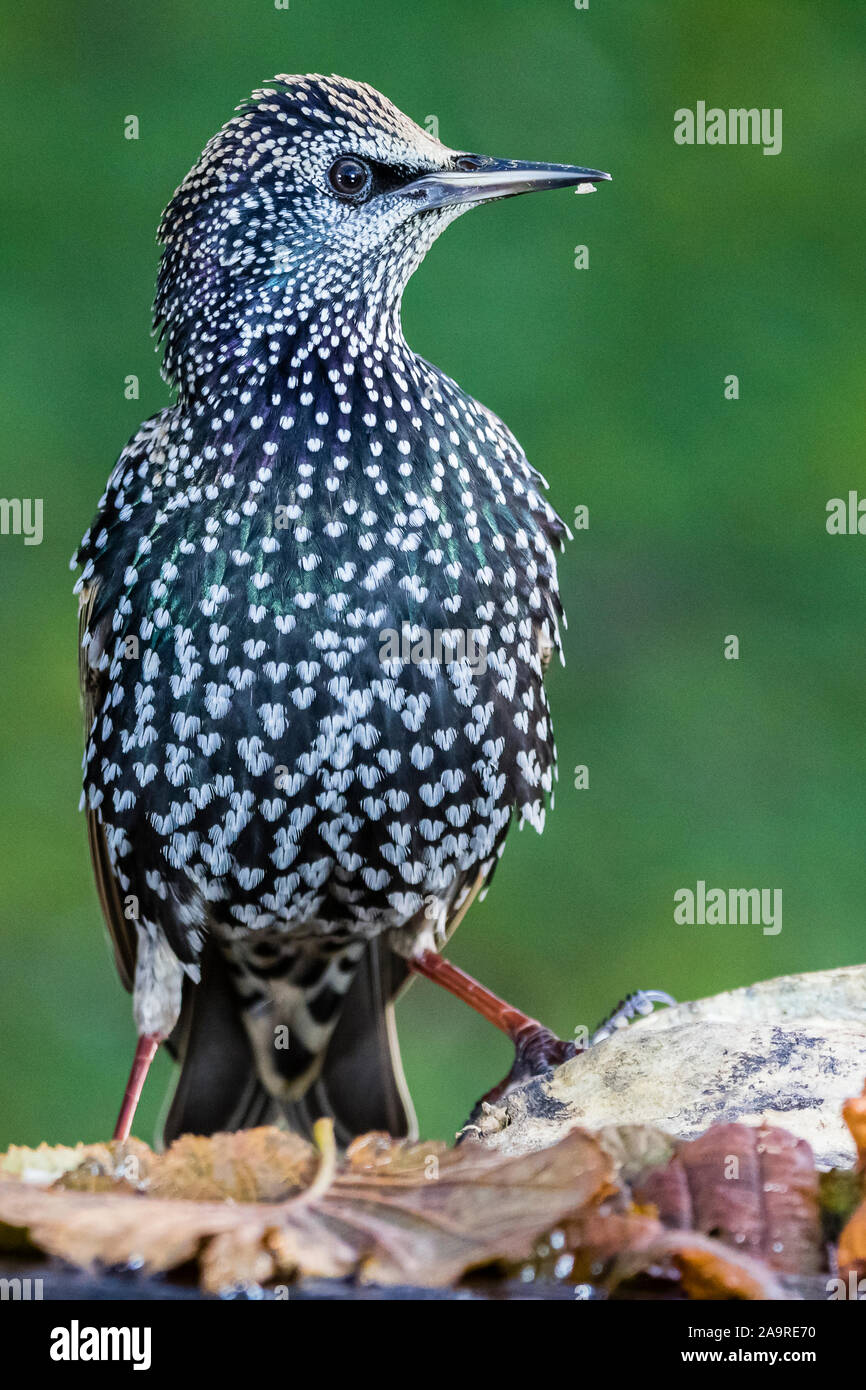 A foraging starling in autumn in mid Wales Stock Photo - Alamy