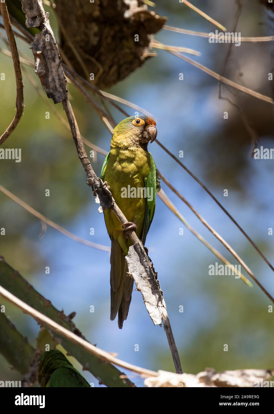 Malherbes parakeet hi-res stock photography and images - Alamy