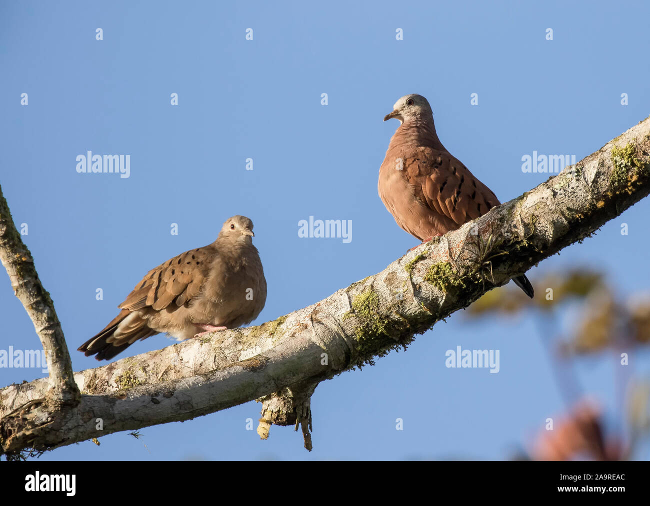 Ruddy Ground Dove Stock Photo - Alamy