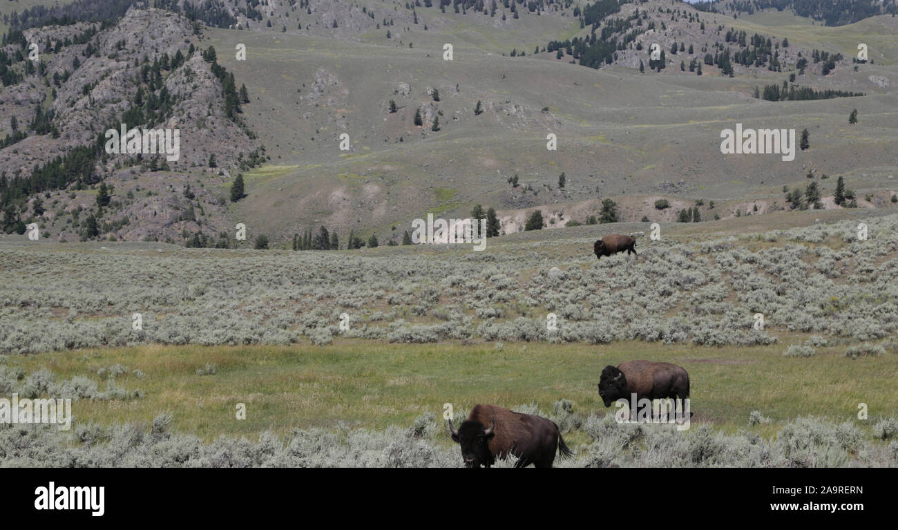 in USA inside the yellowstone national park the beauty of amazing ...