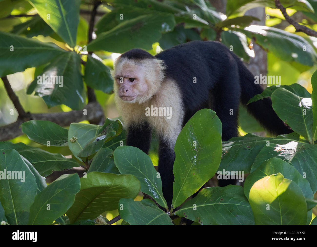 White headed capuchin costa rica hi-res stock photography and images ...