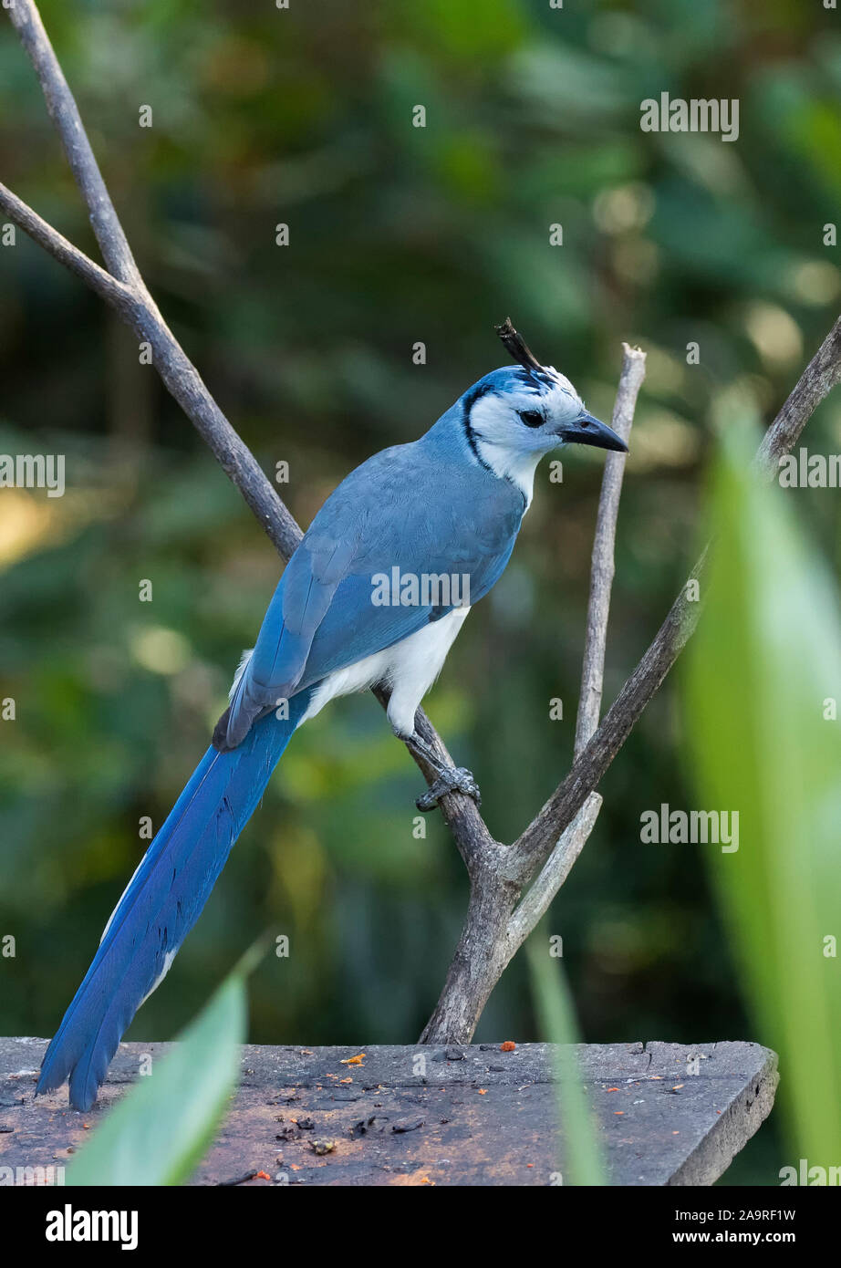 Magpie jay hi-res stock photography and images - Alamy
