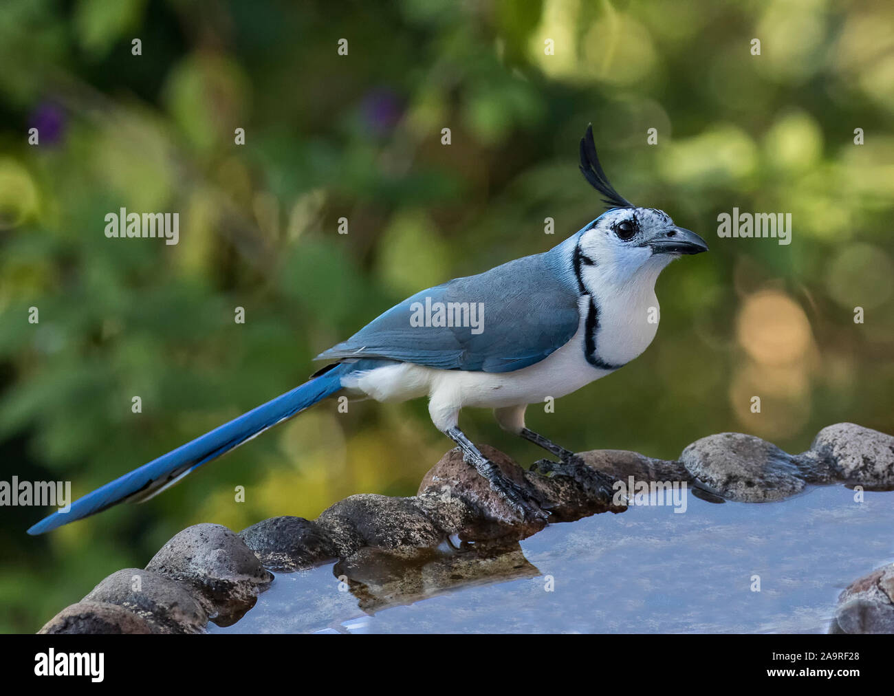 Pocono swallow hi-res stock photography and images - Alamy