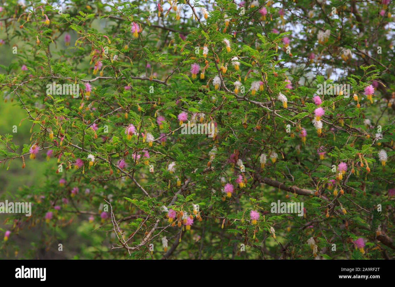 Acacia tree in bloom hi-res stock photography and images - Alamy