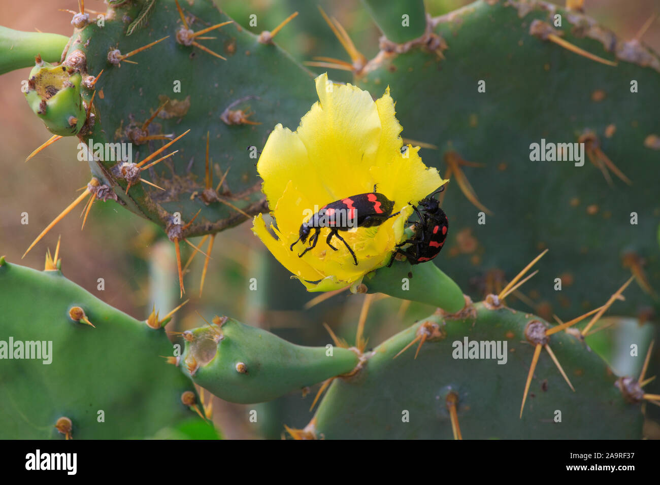 Blister flower hi-res stock photography and images - Alamy