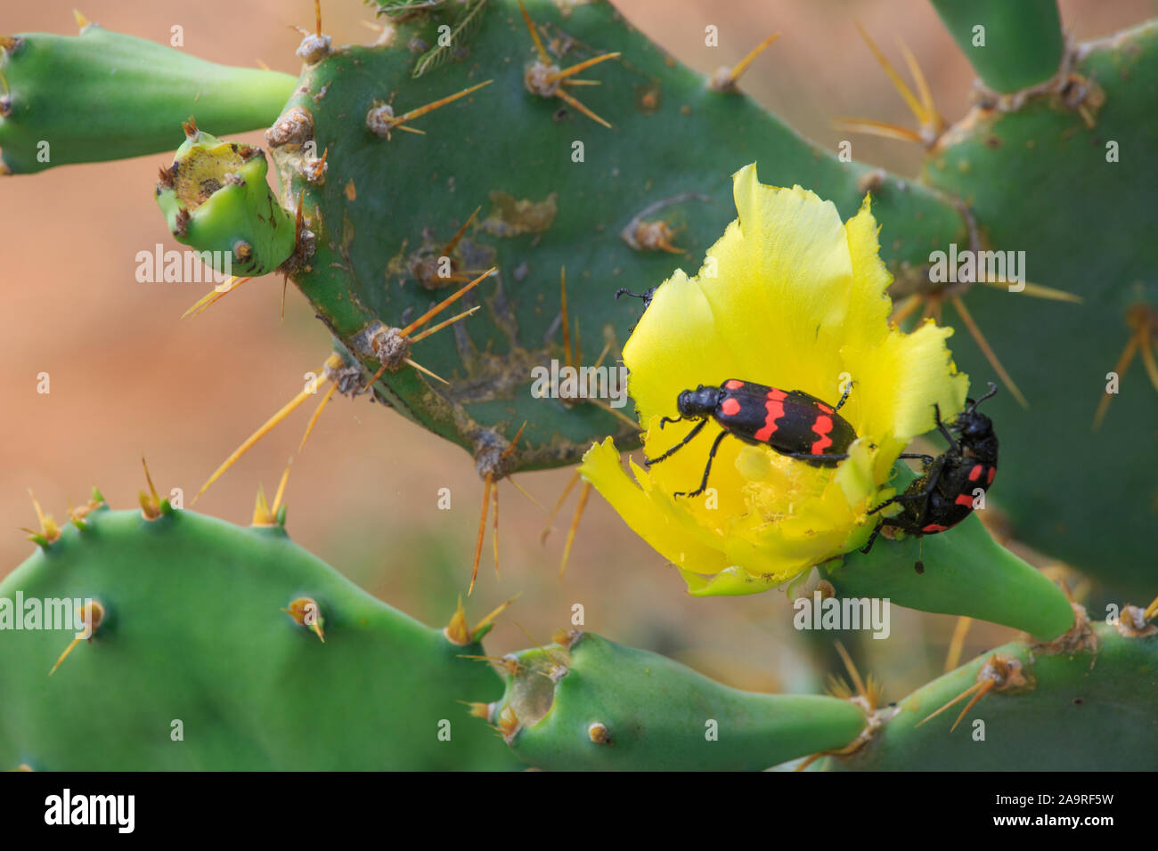 Blister beetles hi-res stock photography and images - Alamy