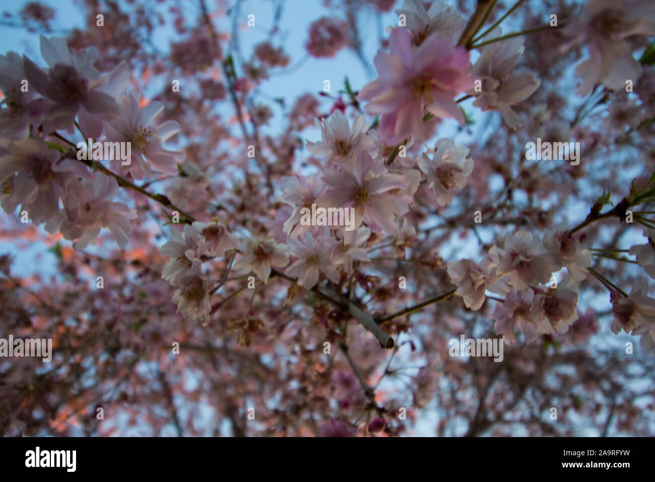 Weeping Cherry Tree Blooming in Spring Stock Photo - Alamy