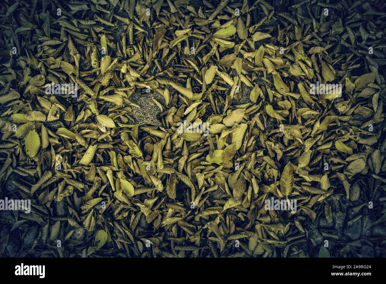 Yellow leaves in the fall, season detail of the year Stock Photo - Alamy