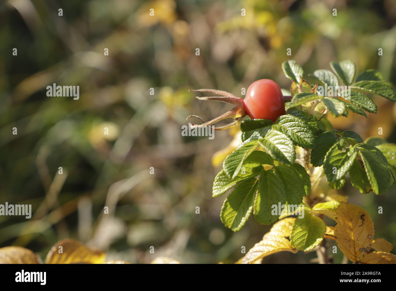 The rosa rugosa has orange red berries which are used for marmelade and ...