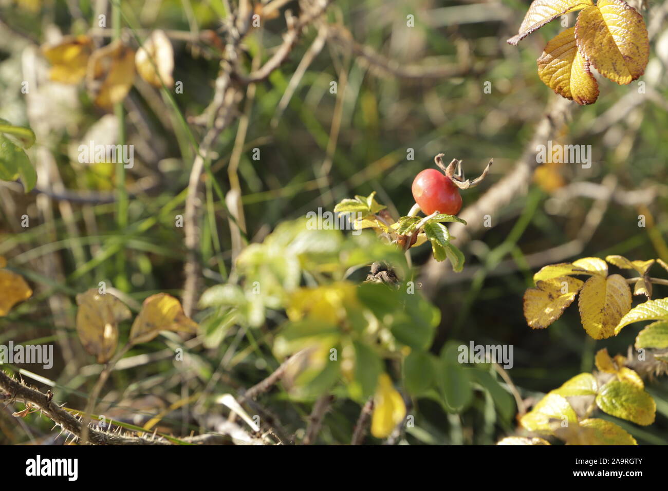 The rosa rugosa has orange red berries which are used for marmelade and ...
