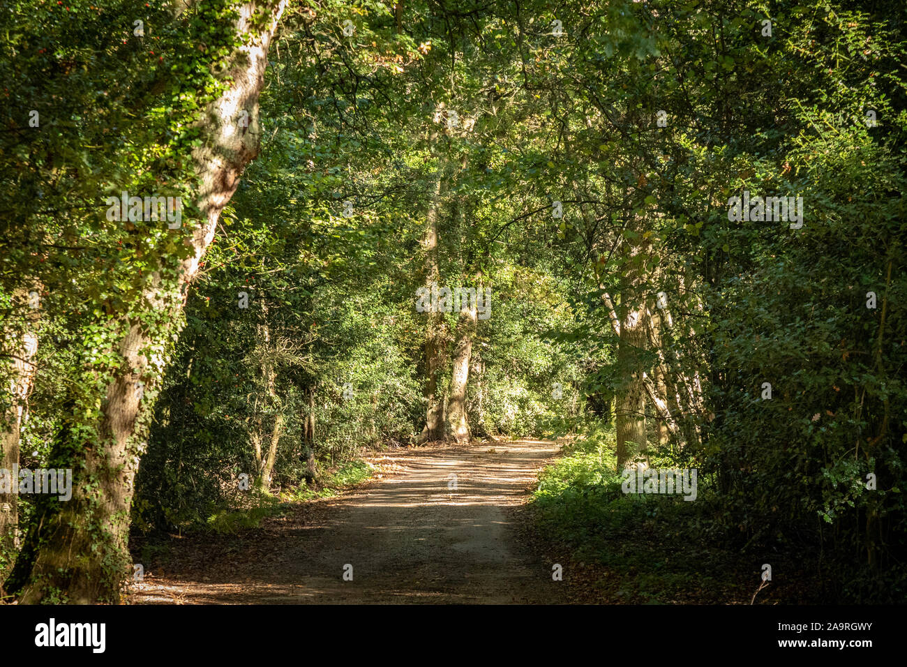 Woodland path in English Countryside in summer, Yateley Hampshire ...